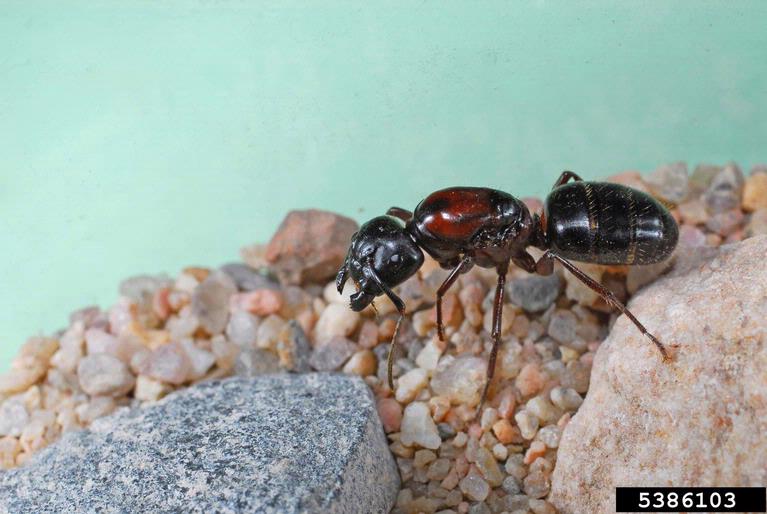 carpenter ants (Genus Camponotus Mayr, 1861)