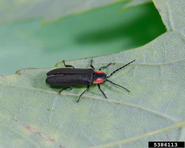 firefly (Pyropyga minuta)