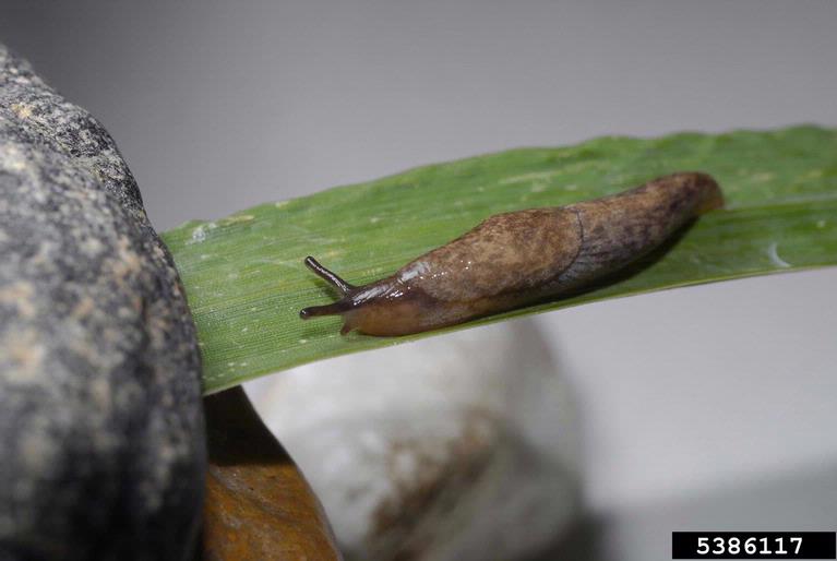 gray garden slug (Deroceras reticulatum (O.F. Müller, 1774))