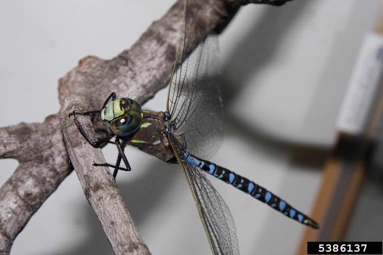 lake darner (Aeshna eremita Scudder, 1866)