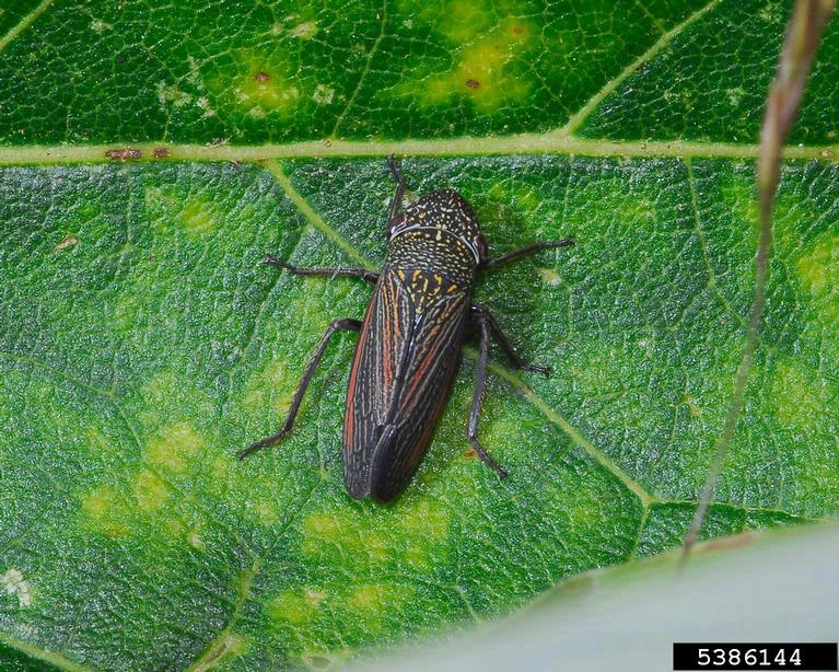 sharpshooter leafhopper (Cuerna striata (Walker, 1851))