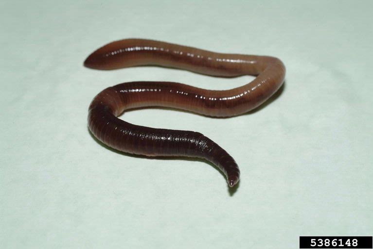 common earthworm, Lumbricus terrestris (Haplotaxida: Lumbricidae) - 5386148