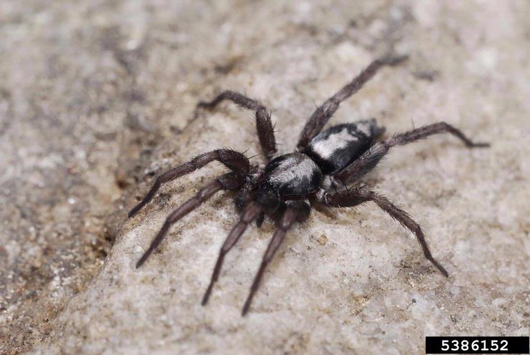 parson spider (Herpyllus ecclesiasticus Hentz)