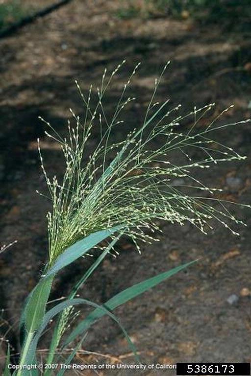 witchgrass (Panicum capillare)