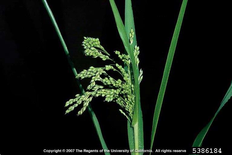 wild-proso millet (Panicum miliaceum)