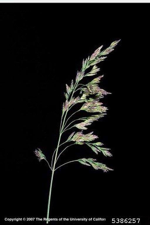 Kentucky bluegrass (Poa pratensis L.)