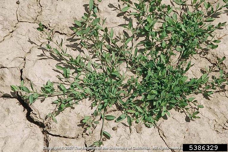 oval-leaf knotweed (Polygonum arenastrum)