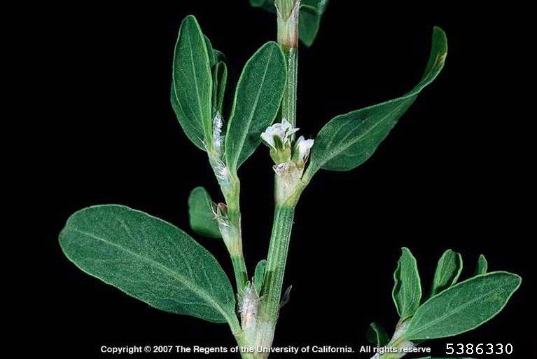 oval-leaf knotweed (Polygonum arenastrum)