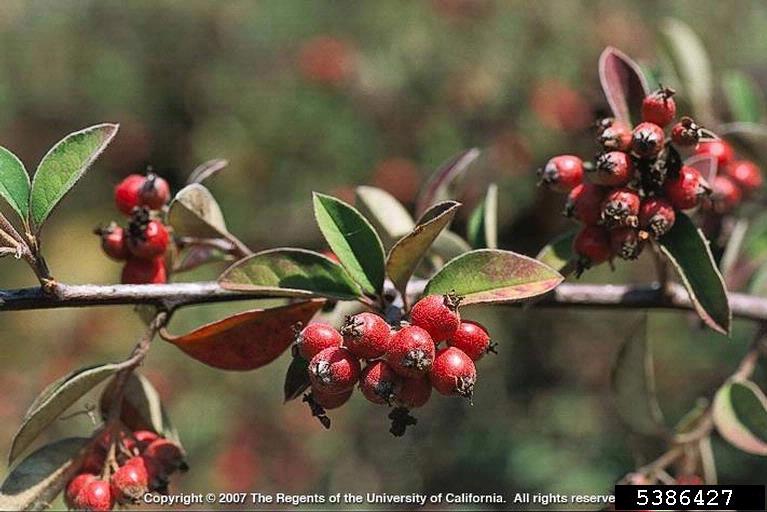 silverleaf cotoneaster (Cotoneaster pannosus)
