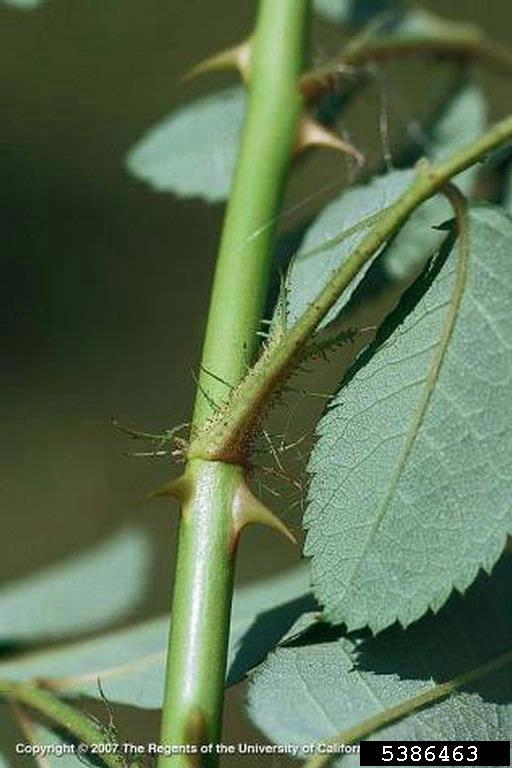 multiflora rose (Rosa multiflora Thunb.)