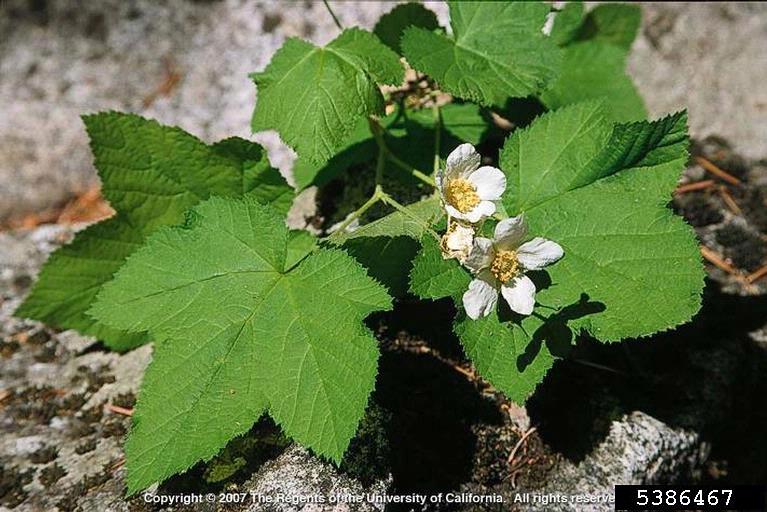 western thimbleberry (Rubus parviflorus)