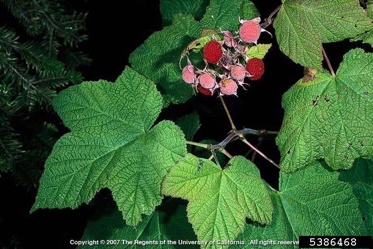 western thimbleberry (Rubus parviflorus Nutt.)