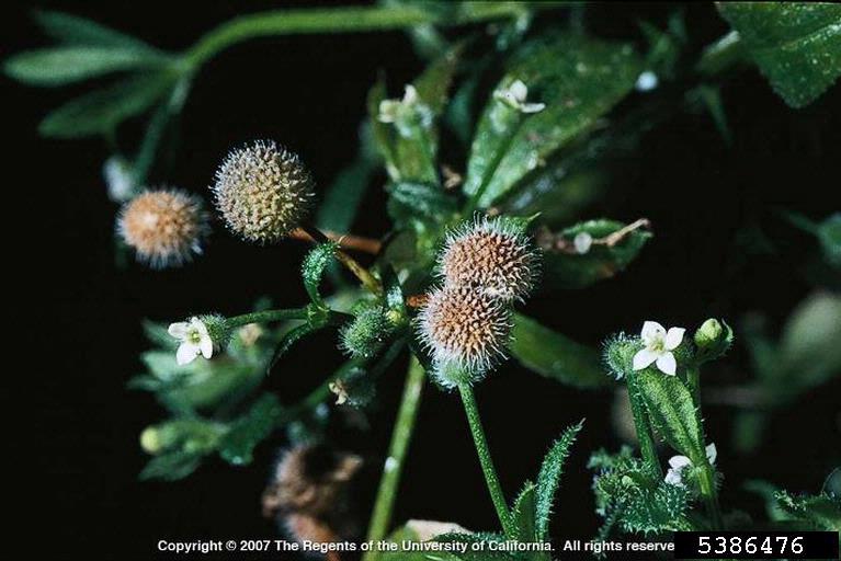 catchweed bedstraw (Galium aparine)