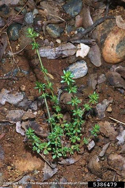 wall bedstraw (Galium parisiense L.)