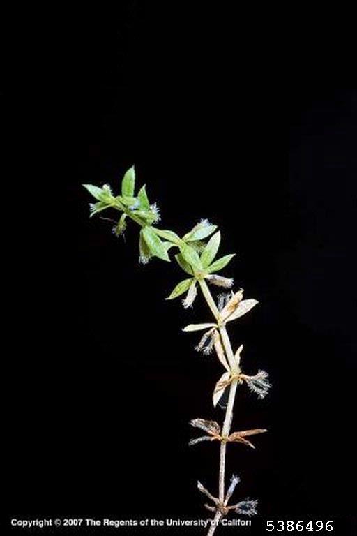 yellow wall bedstraw (Galium murale (L.) All.)