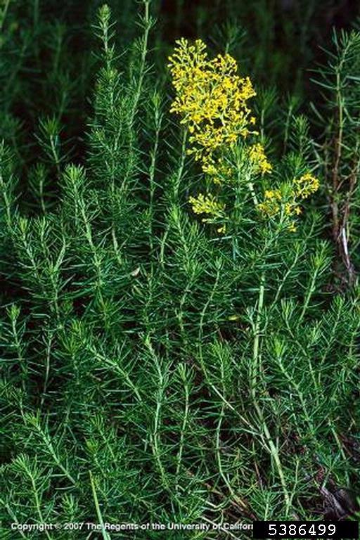 yellow bedstraw (Galium verum L.)