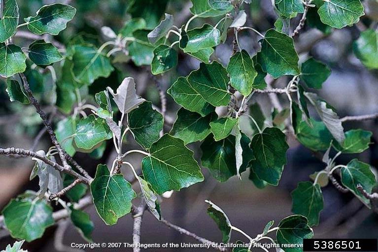 white poplar (Populus alba)