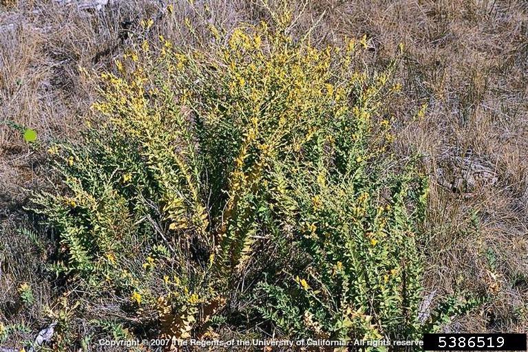 Dalmatian toadflax (Linaria dalmatica)