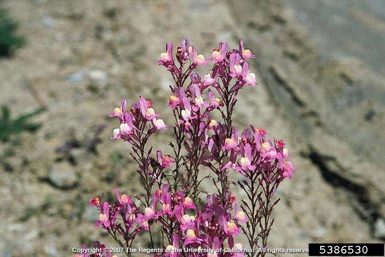 Moroccan toadflax, Linaria maroccana (Scrophulariales: Scrophulariaceae ...
