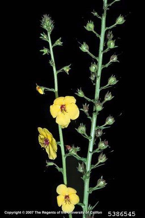 moth mullein (Verbascum blattaria L.)