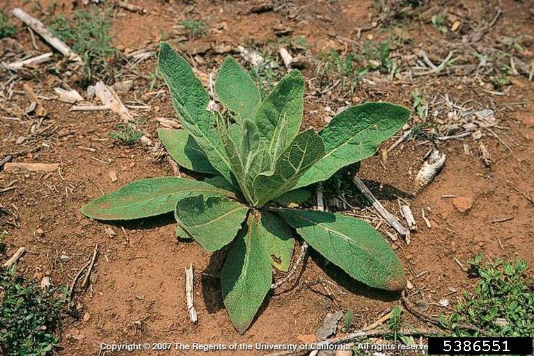 common mullein (Verbascum thapsus)