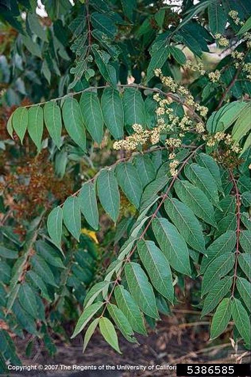 tree-of-heaven (Ailanthus altissima (P. Mill.) Swingle)