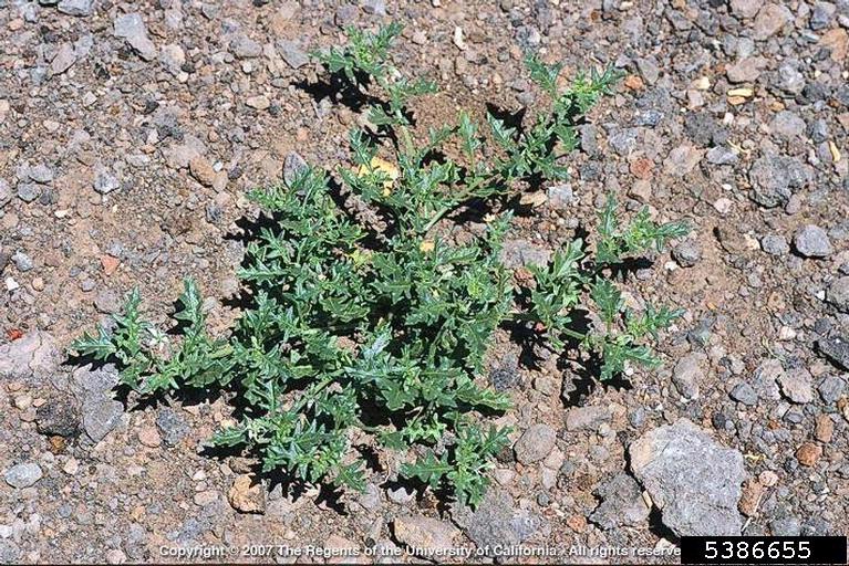 cutleaf nightshade (Solanum triflorum Nutt.)