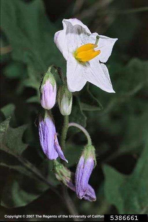 horsenettle (Solanum carolinense)