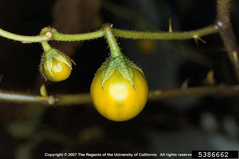 horsenettle (Solanum carolinense L.)