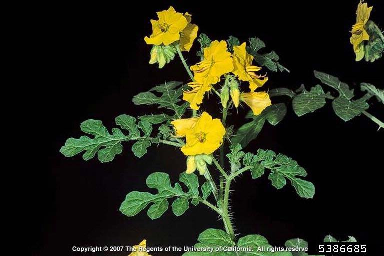 buffalobur (Solanum rostratum)