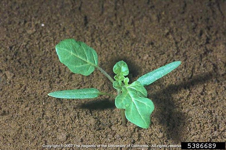 buffalobur (Solanum rostratum)