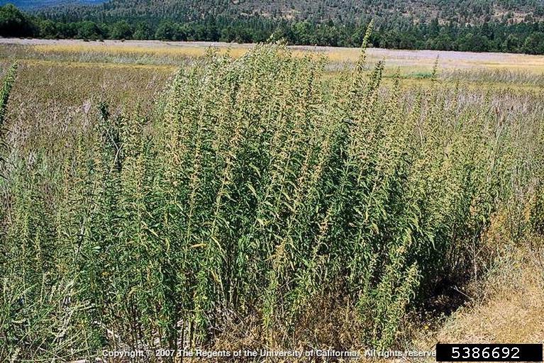 stinging nettle (Urtica dioica ssp. holosericea (Nutt.) Thorne)
