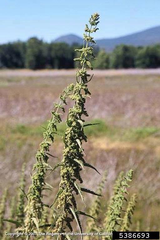 stinging nettle (Urtica dioica ssp. holosericea (Nutt.) Thorne)