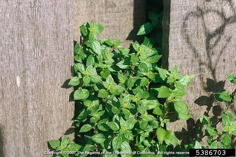 spreading pellitory (Parietaria judaica L.)