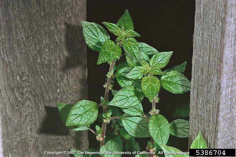 spreading pellitory (Parietaria judaica L.)