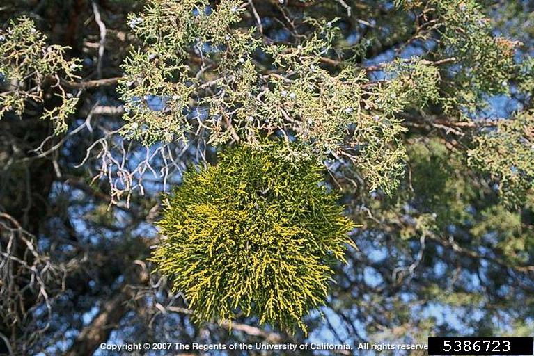 juniper mistletoe (Phoradendron juniperinum)