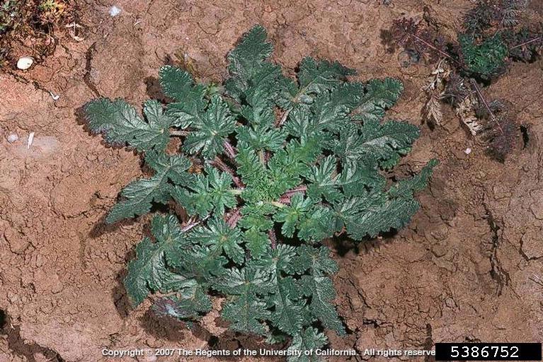 broadleaf filaree (Erodium botrys)