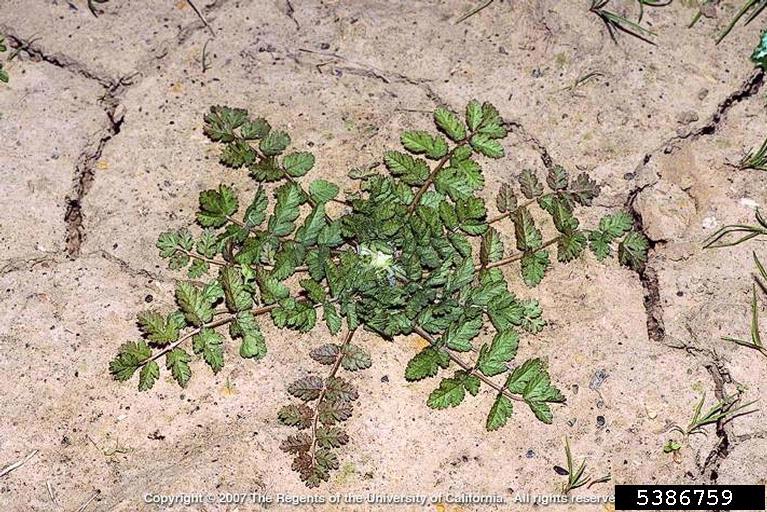 whitestem filaree (Erodium moschatum)