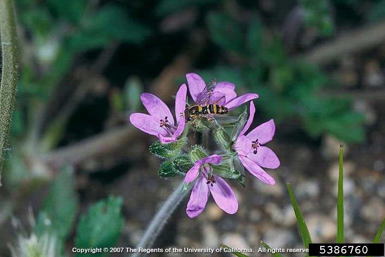 whitestem filaree (Erodium moschatum (L.) L'Hér. ex Aiton)