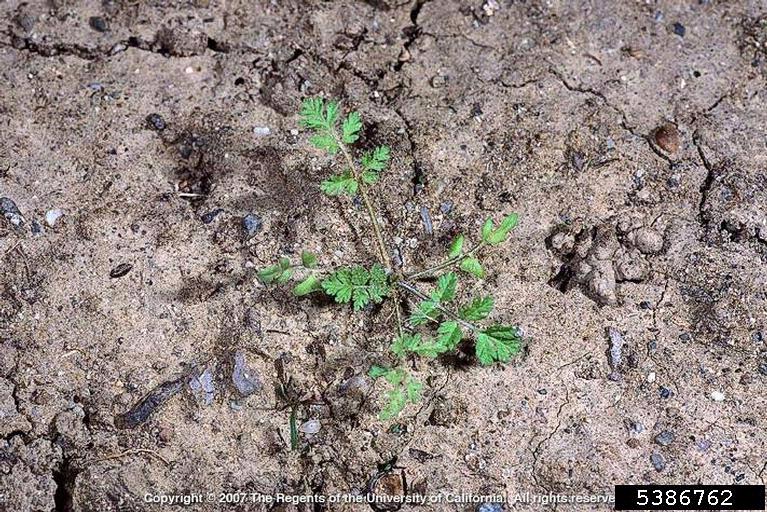 whitestem filaree (Erodium moschatum (L.) L'Hér. ex Aiton)