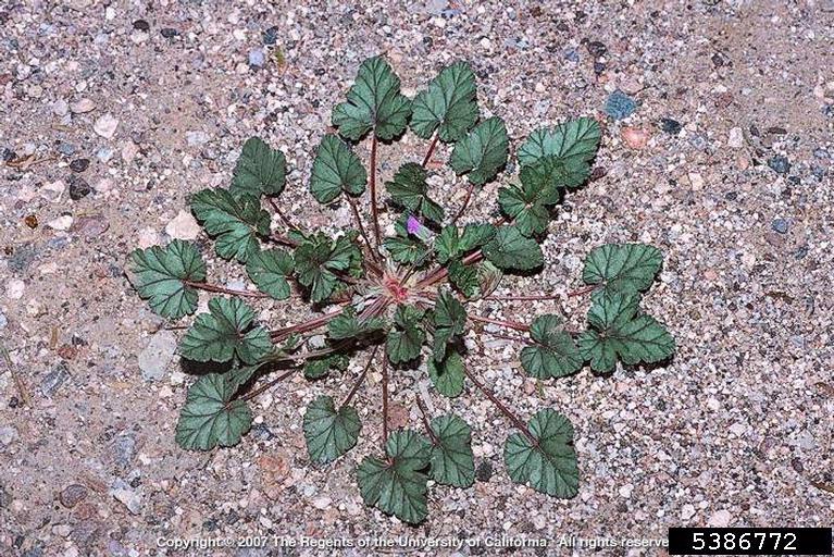 Texas filaree (Erodium texanum A. Gray)