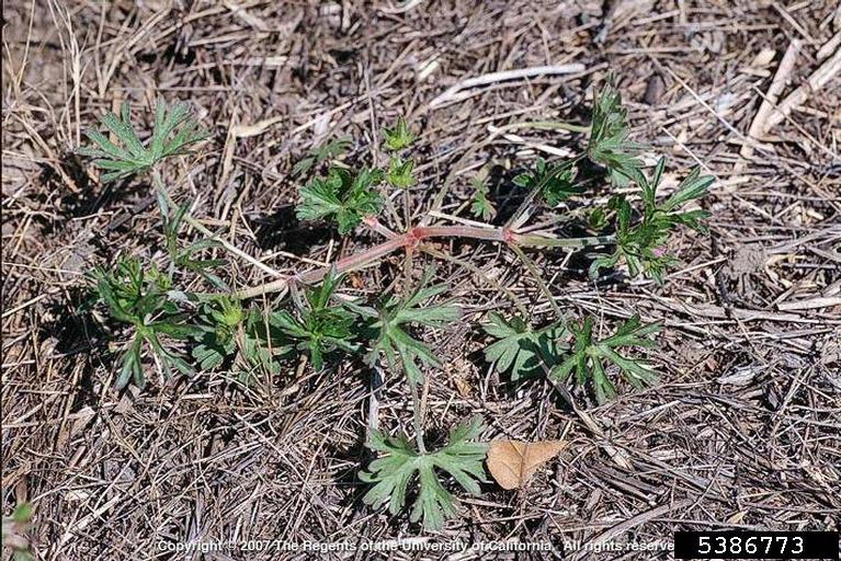 cutleaf geranium (Geranium dissectum)