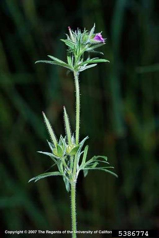 cutleaf geranium (Geranium dissectum)