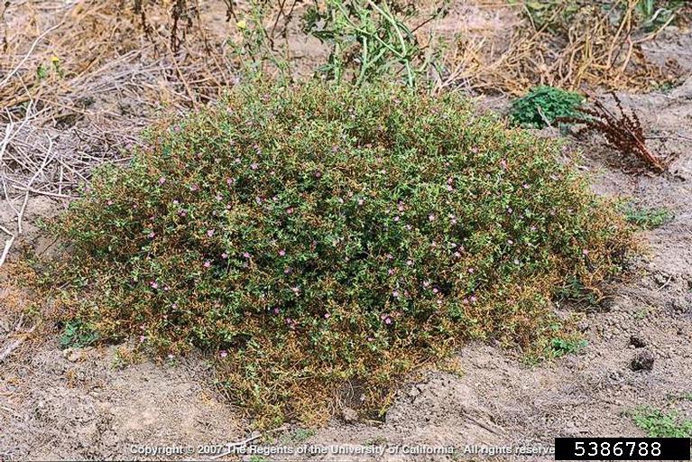 New Zealand geranium (Geranium retrorsum L'Hér. ex DC.)