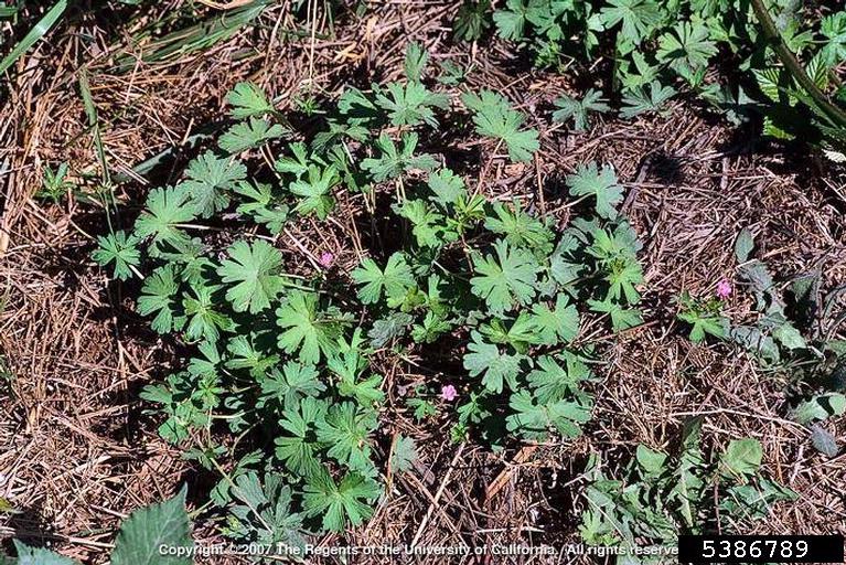 New Zealand geranium (Geranium retrorsum)