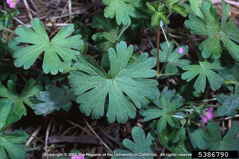 New Zealand geranium (Geranium retrorsum L'Hér. ex DC.)