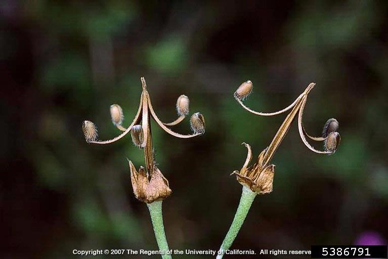 New Zealand geranium (Geranium retrorsum)