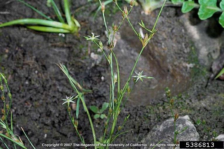 toad rush (Juncus bufonius)