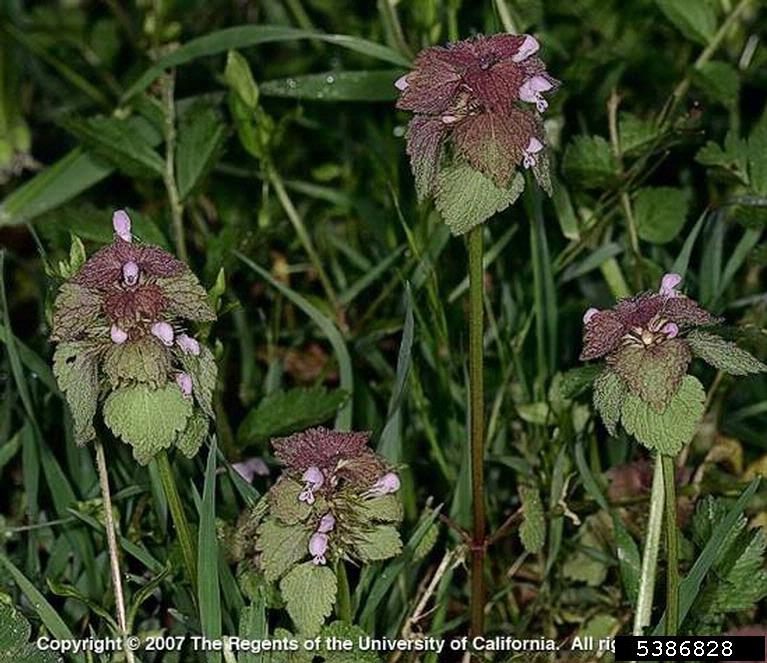 purple deadnettle (Lamium purpureum)