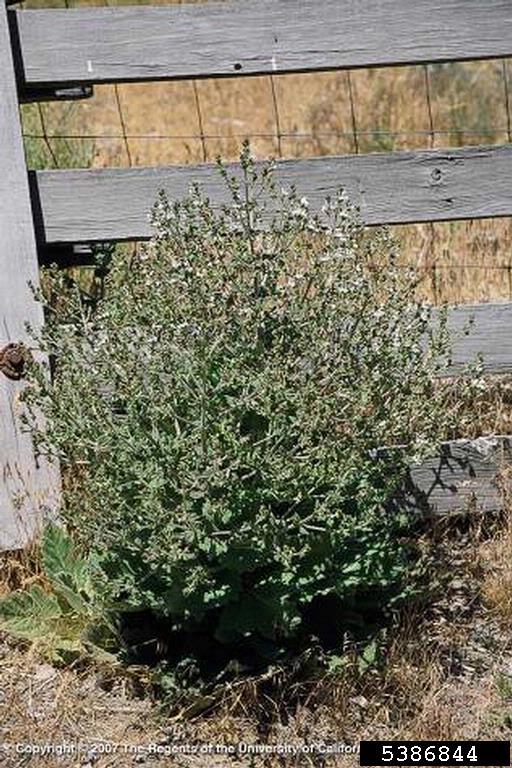 Mediterranean sage (Salvia aethiopis)